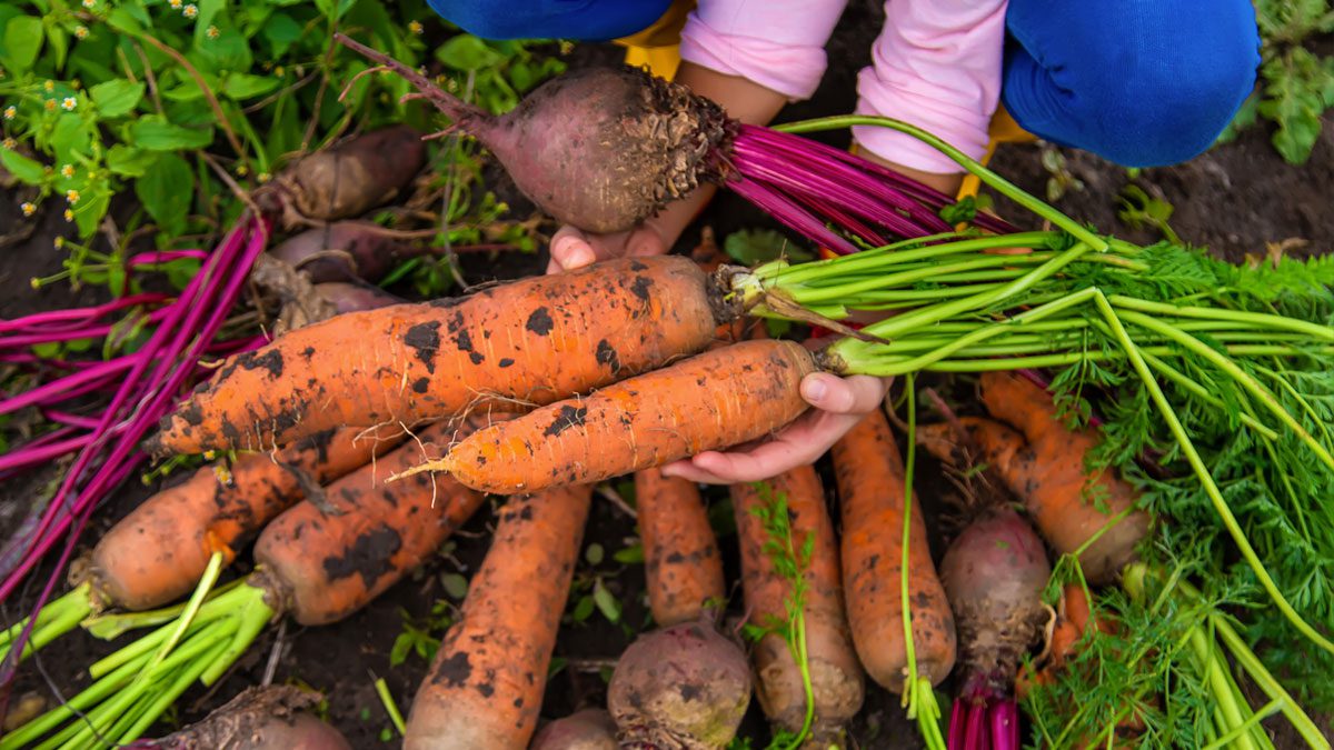 10 mejores consejos para crear un huerto familiar