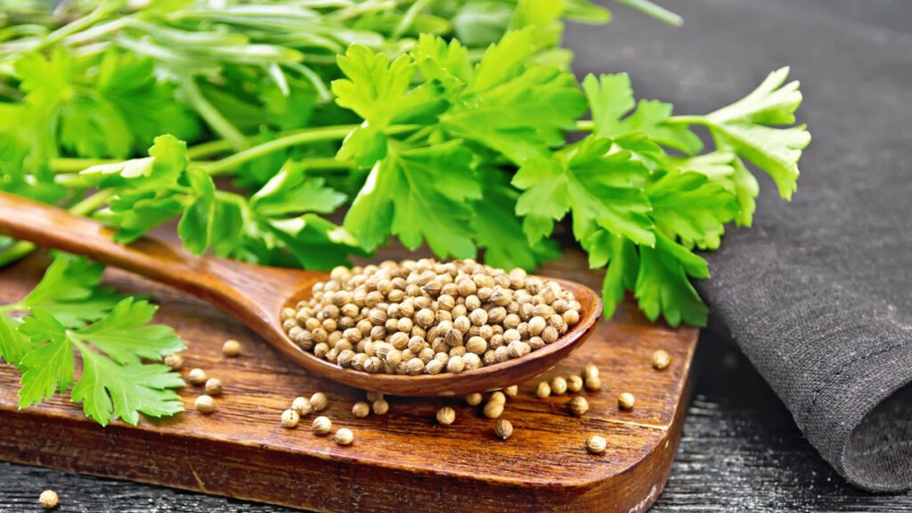 ¿Cómo sembrar cilantro en casa fácil?