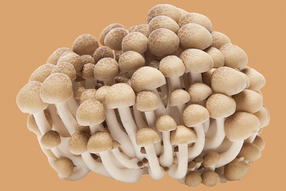 14 tipos de setas comestibles del mundo y sus usos