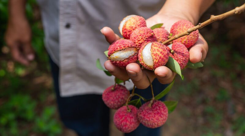 ¿Cómo cultivar árboles de lichi? - Huertos y cultivos