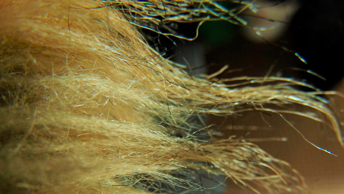 Plantas nativas para textiles: 3 fibras de líber que debe conocer más ...