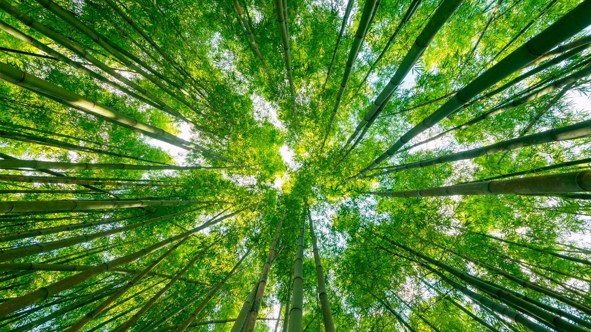 Cómo cultivar bambú: tipos en matas y corredores