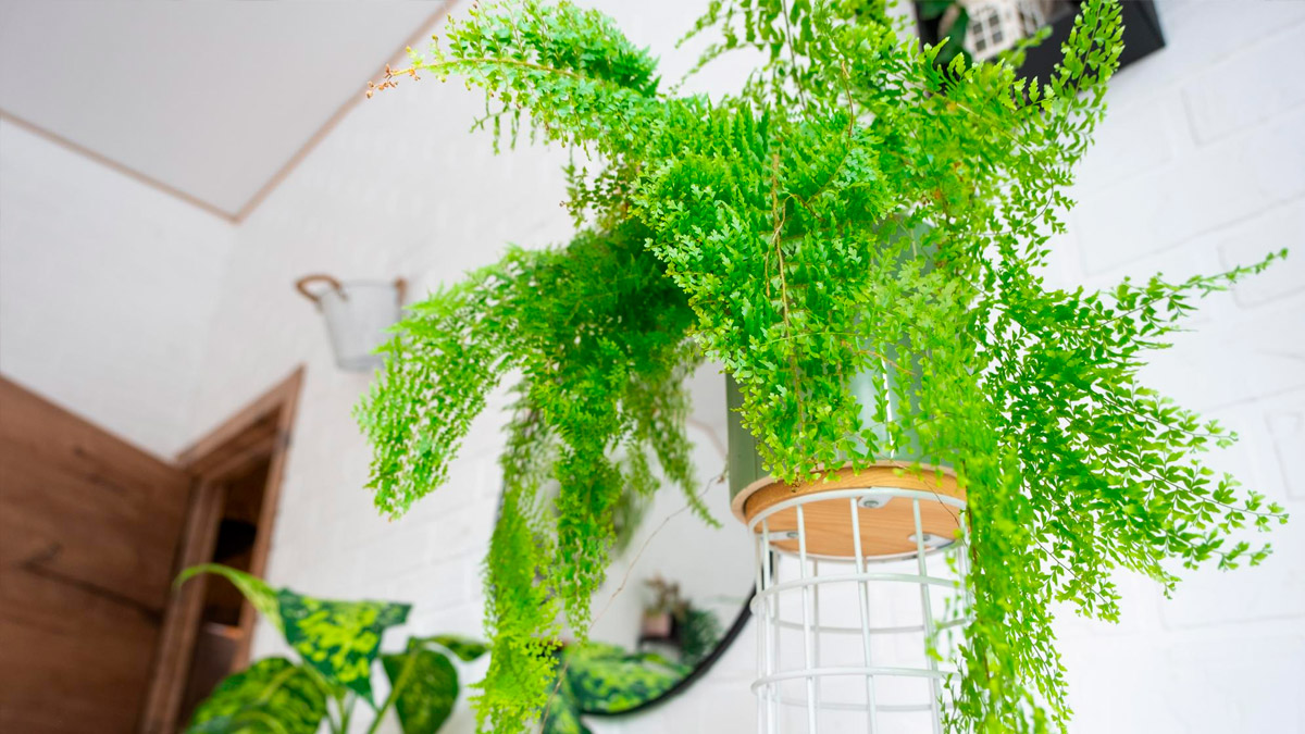 30 formas ingeniosas de colgar plantas